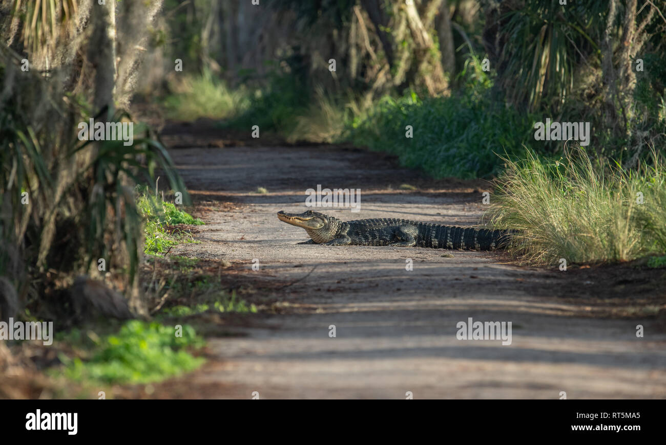 Alligator in Florida Stock Photo - Alamy
