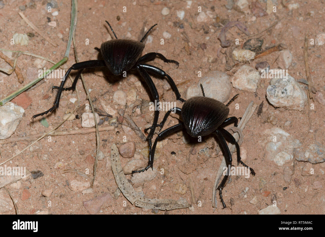 Eleodes acuta hi-res stock photography and images - Alamy