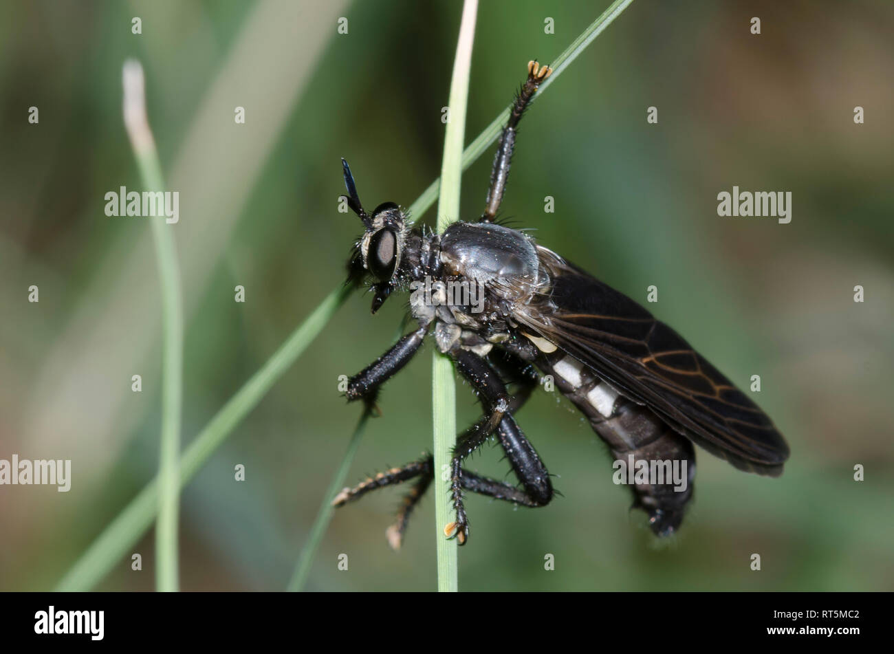 Prolepsis hi-res stock photography and images - Alamy