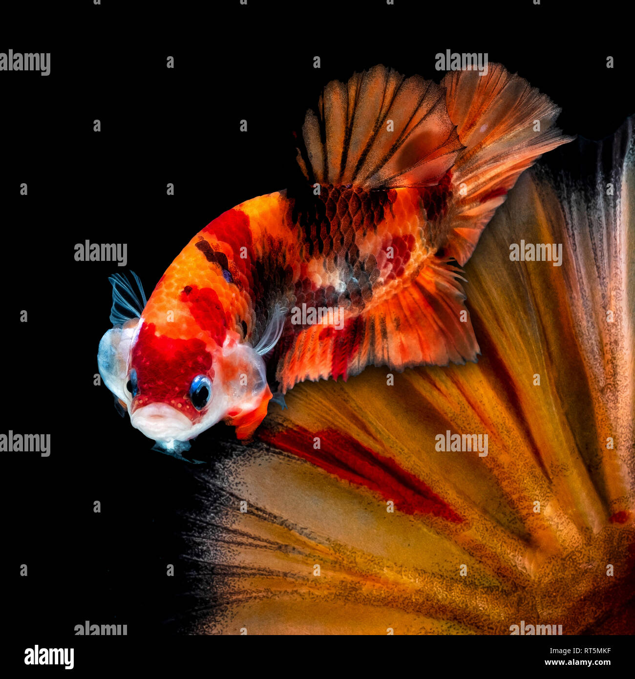 Betta fish Fight in the aquarium Stock Photo - Alamy
