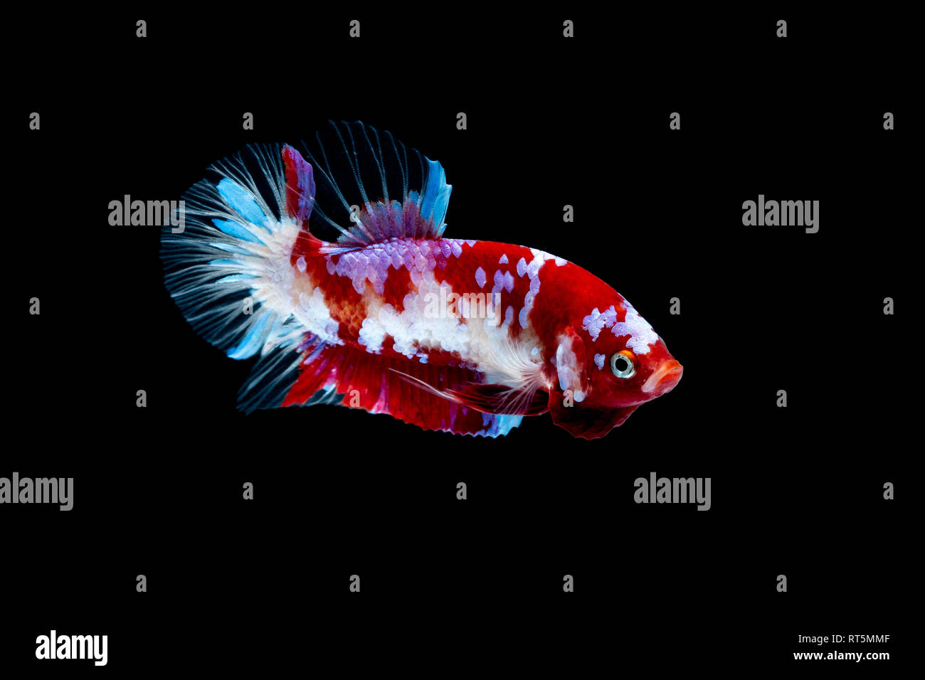 Betta fish Fight in the aquarium Stock Photo - Alamy