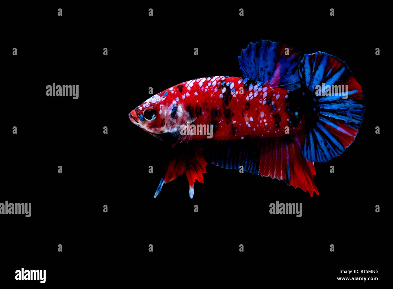 Betta fish Fight in the aquarium Stock Photo - Alamy