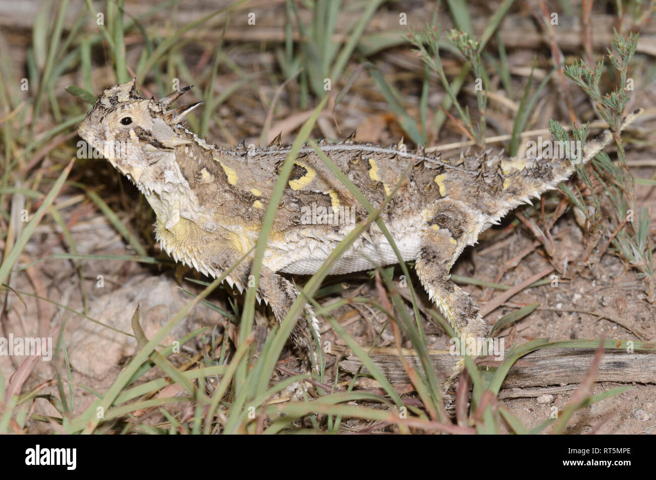 A Texas Horned Lizard High Resolution Stock Photography and Images - Alamy