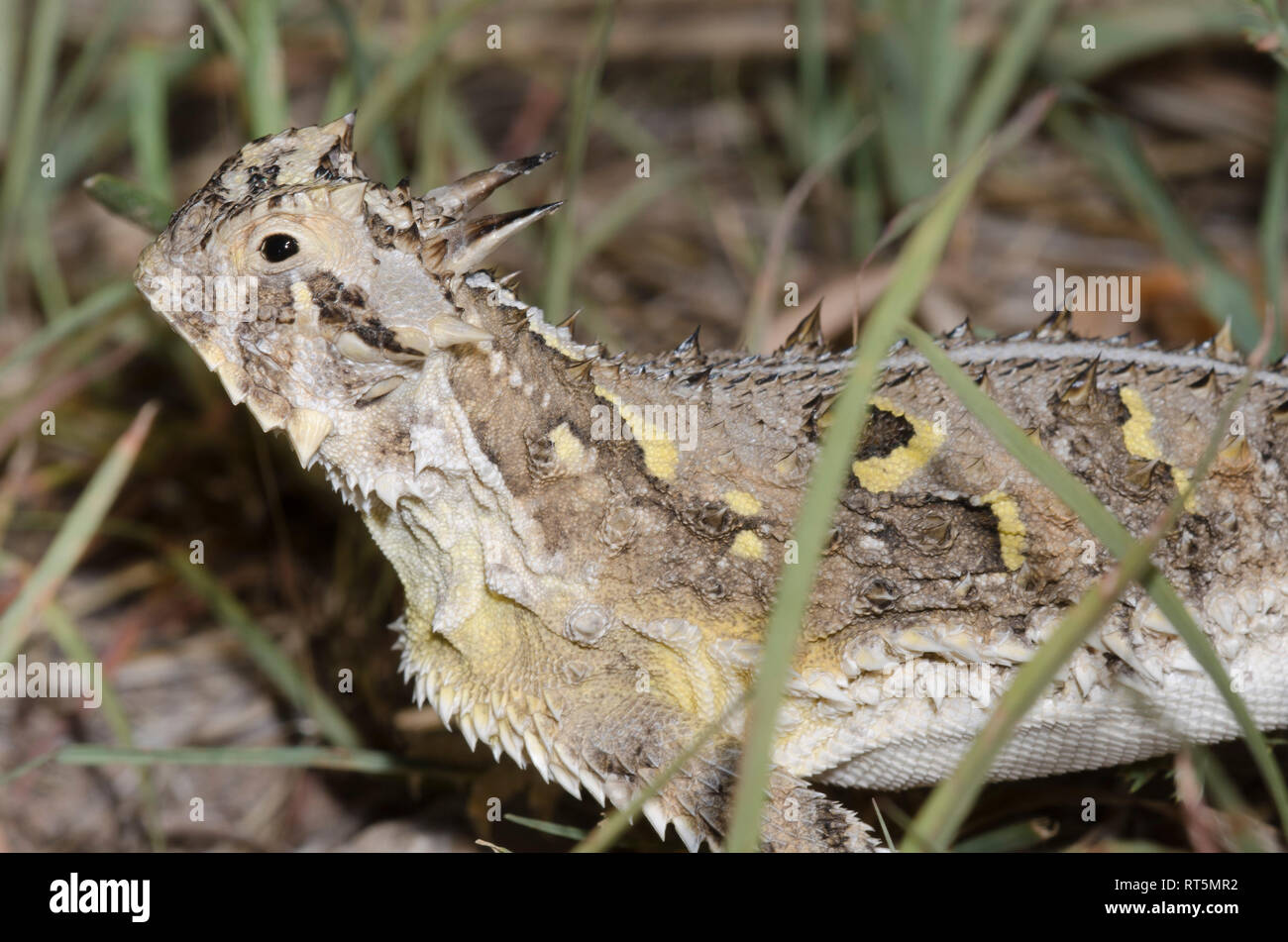 A texas horned lizard hi-res stock photography and images - Alamy