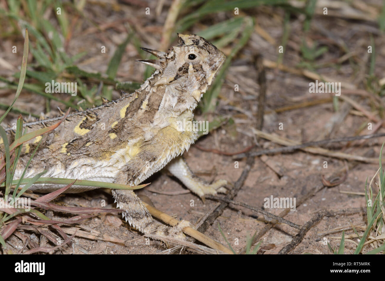 A texas horned lizard hi-res stock photography and images - Alamy