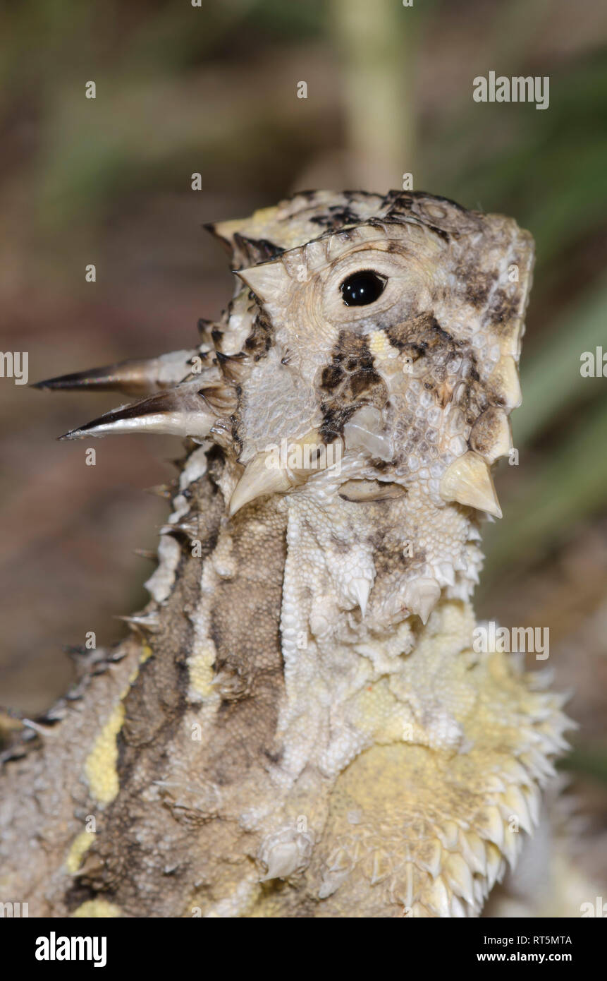 A texas horned lizard hi-res stock photography and images - Alamy