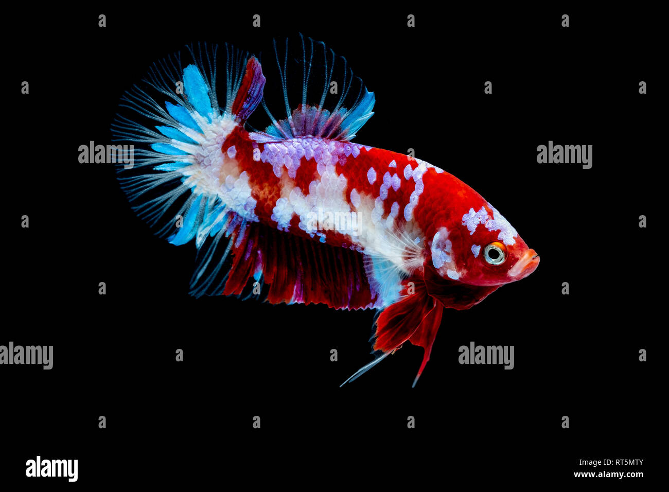 Betta fish Fight in the aquarium Stock Photo - Alamy