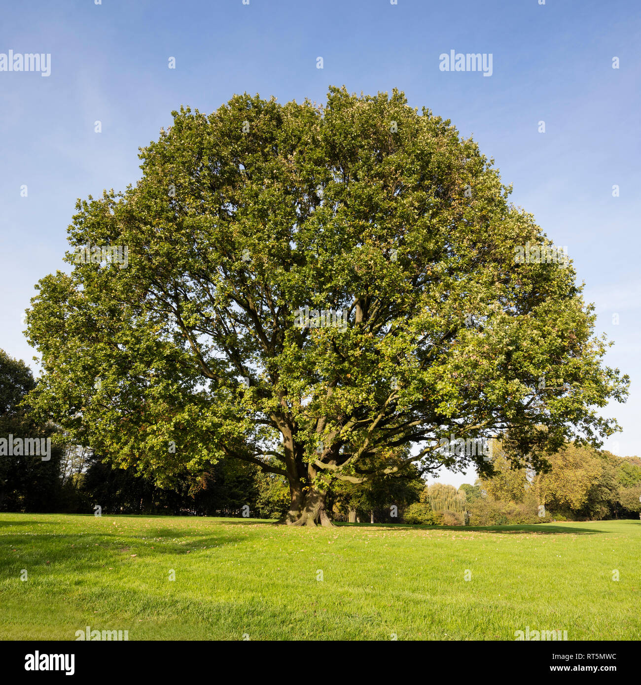 Impressive tree hi-res stock photography and images - Alamy