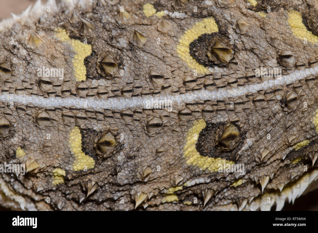 A texas horned lizard hi-res stock photography and images - Alamy