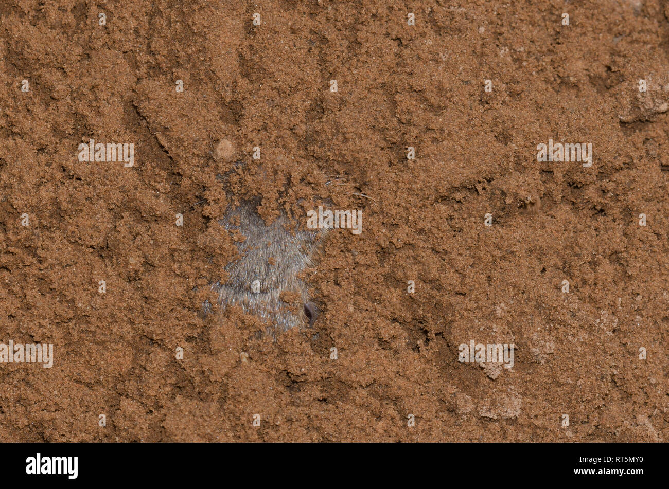 Pocket gopher mound hi-res stock photography and images - Alamy