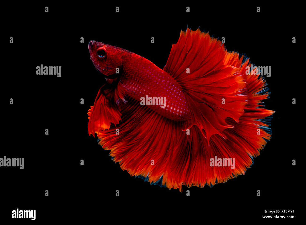 Betta fish Fight in the aquarium Stock Photo - Alamy