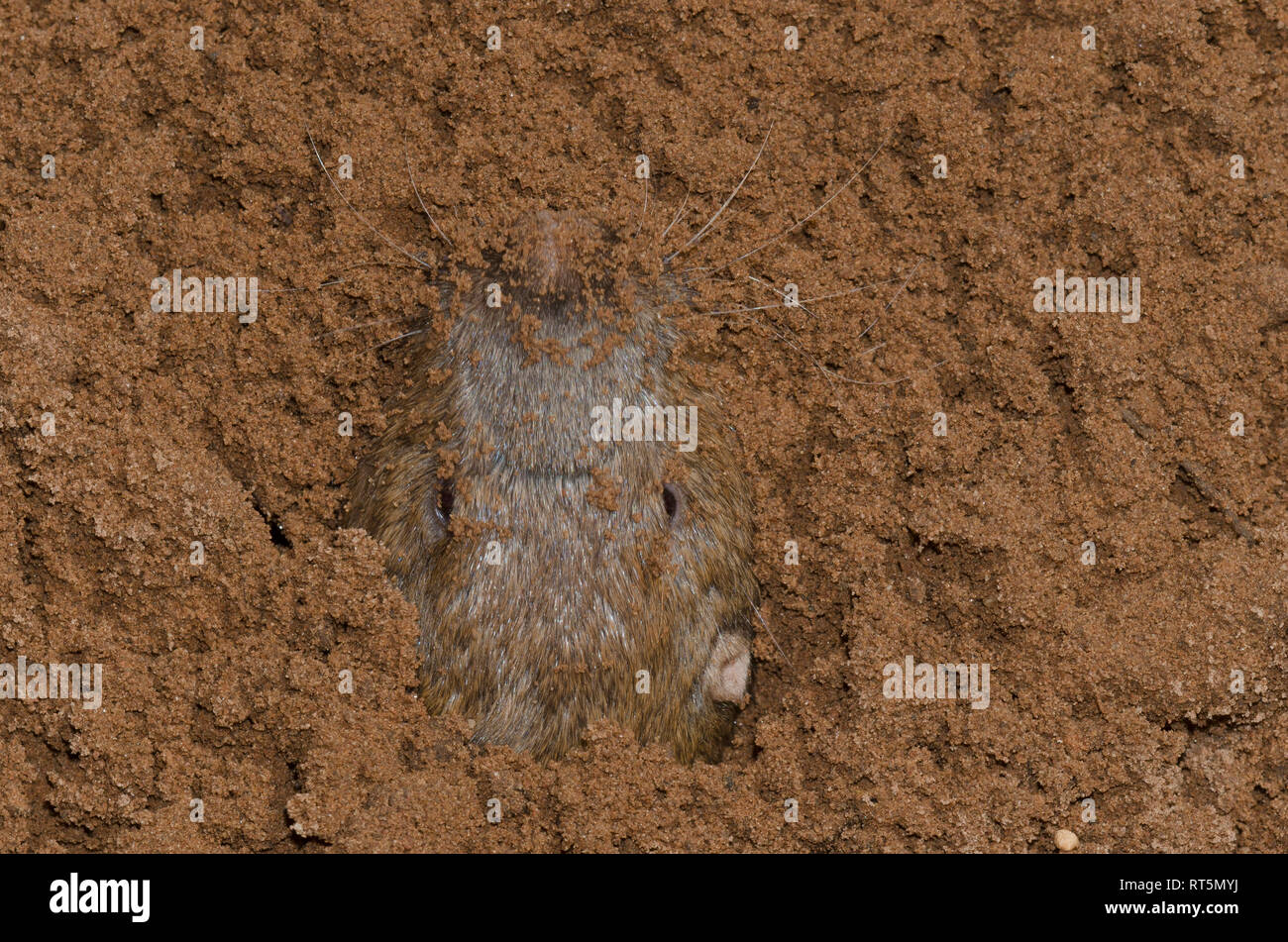 Plains pocket gopher hi-res stock photography and images - Alamy