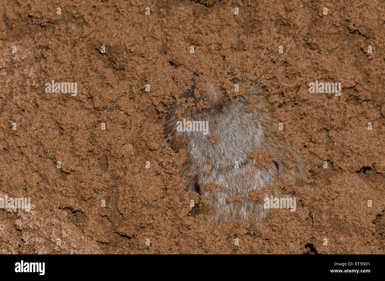 Plains Pocket Gopher, Geomys bursarius, pushing up mound Stock Photo ...