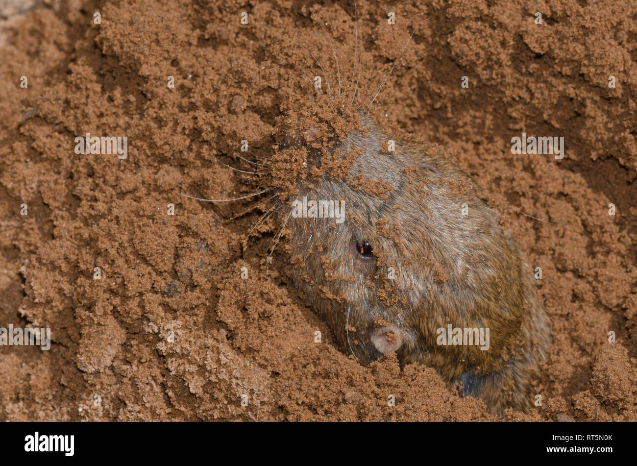 Gopher digging hi-res stock photography and images - Alamy