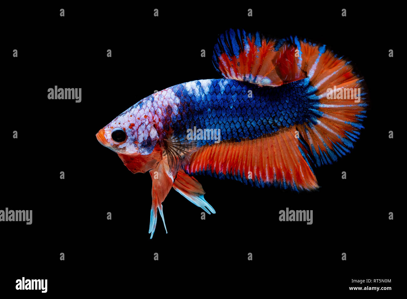 Betta fish Fight in the aquarium Stock Photo - Alamy