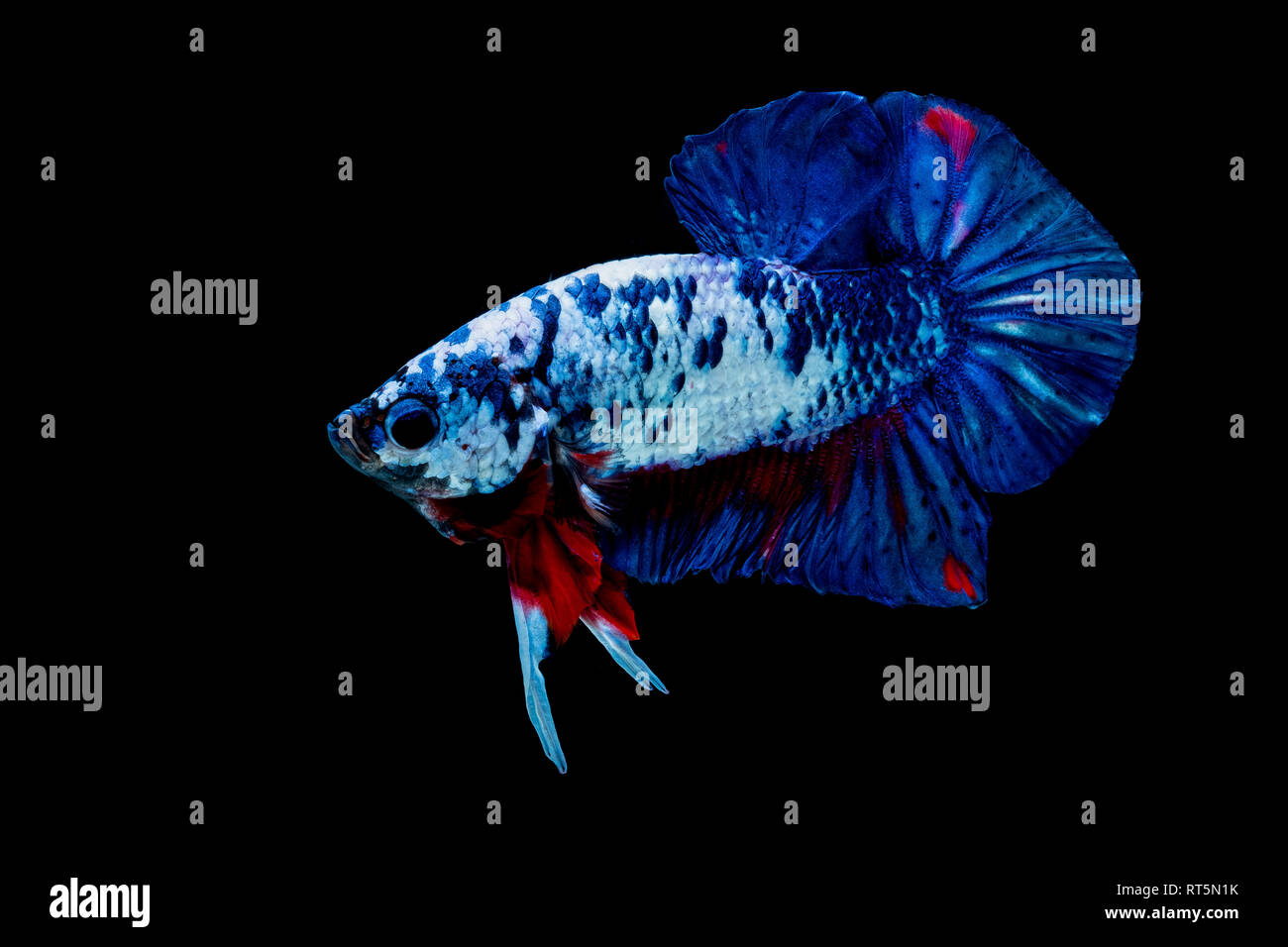 Betta fish Fight in the aquarium Stock Photo - Alamy