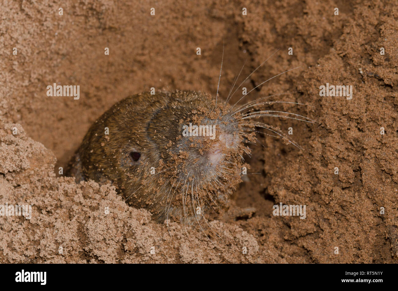 Gopher Digging High Resolution Stock Photography and Images - Alamy