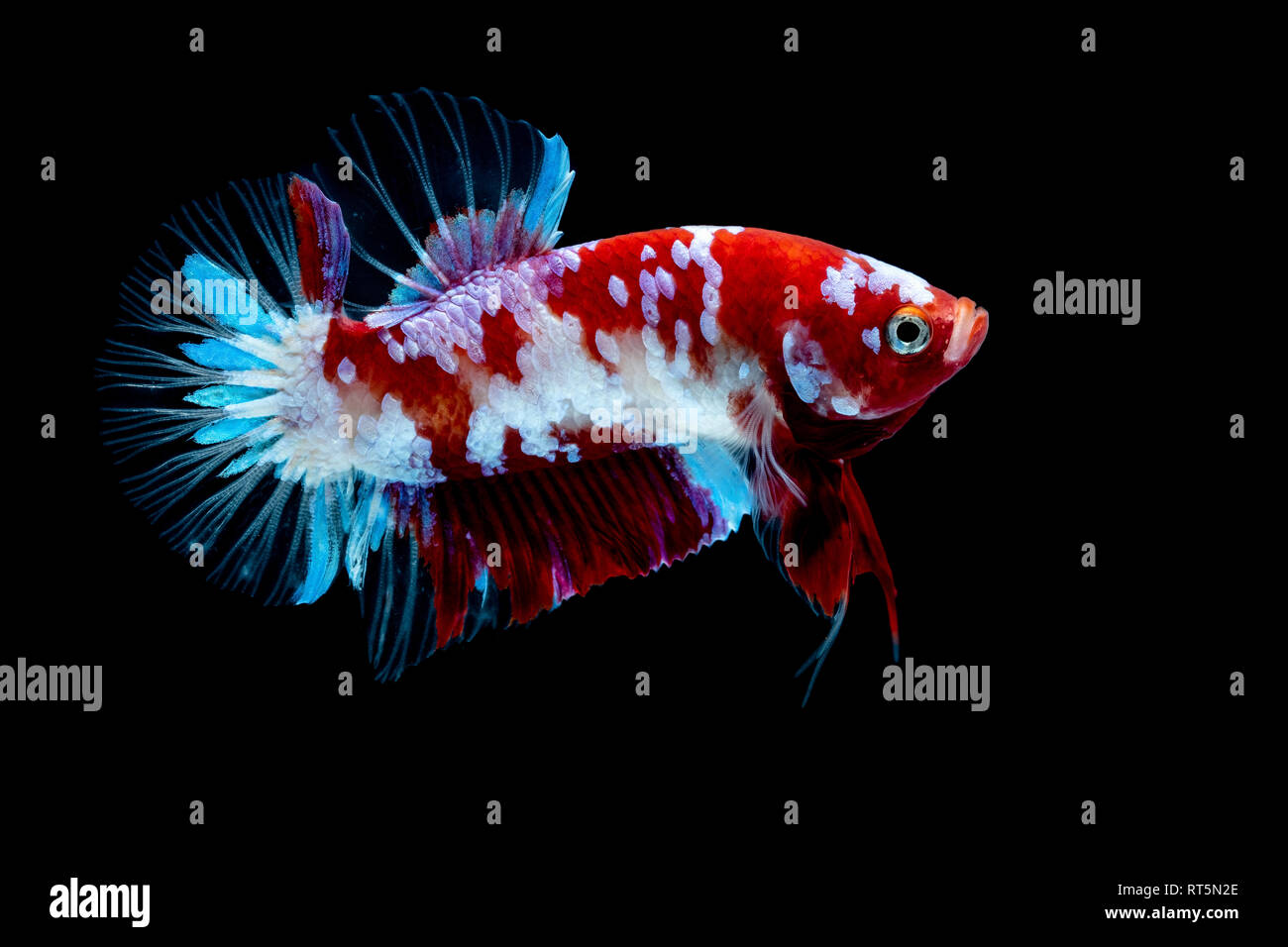 Betta fish Fight in the aquarium Stock Photo - Alamy