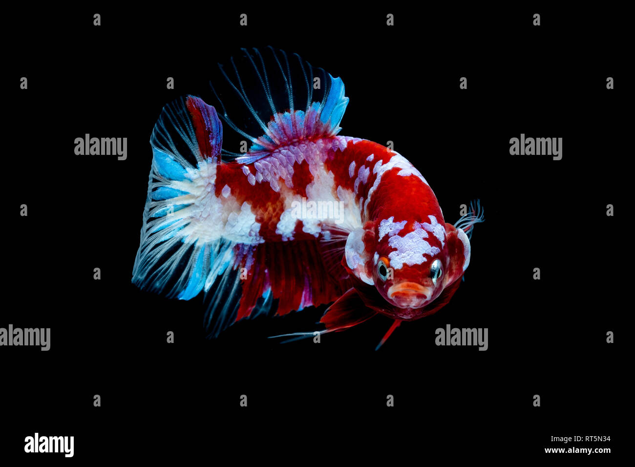 How To Stop Aquarium Fish From Fighting at Richard Montejano blog