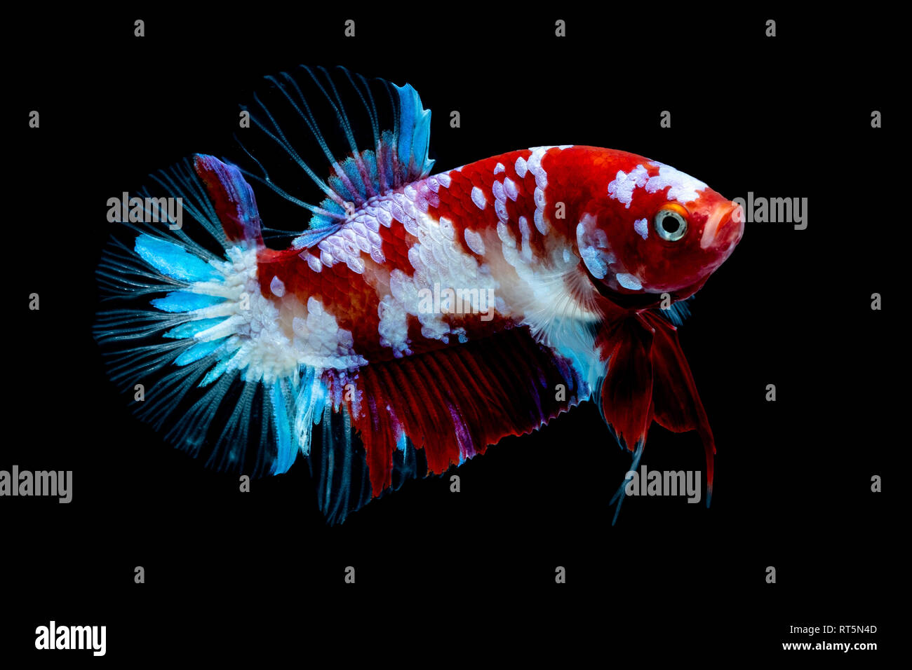 How To Stop Aquarium Fish From Fighting at Richard Montejano blog