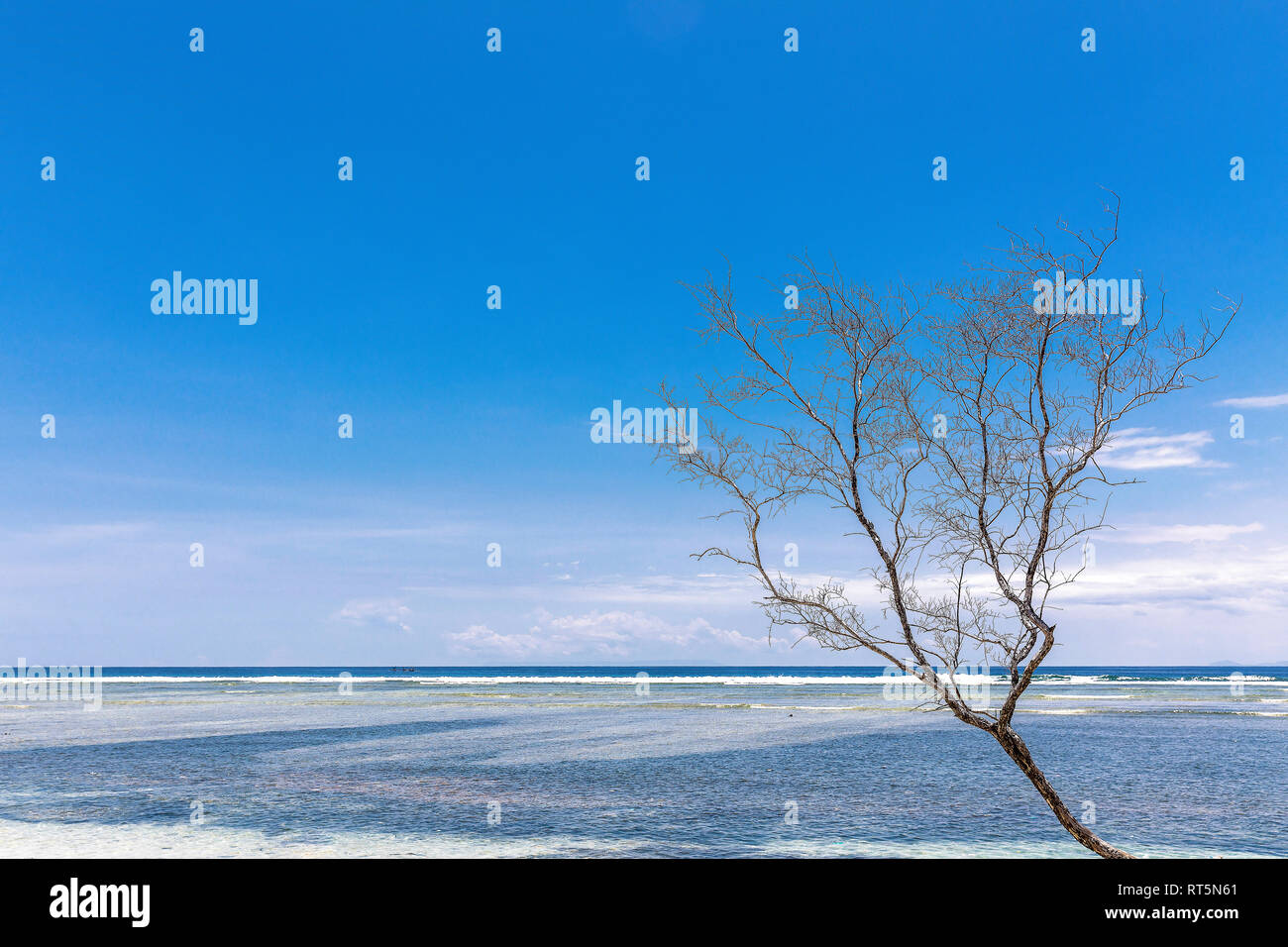 Deaed tree hi-res stock photography and images - Alamy