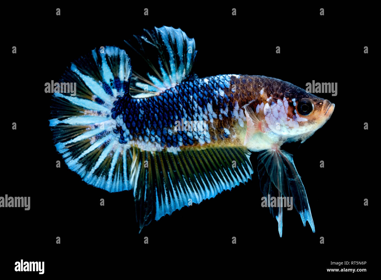 Betta fish Fight in the aquarium Stock Photo - Alamy