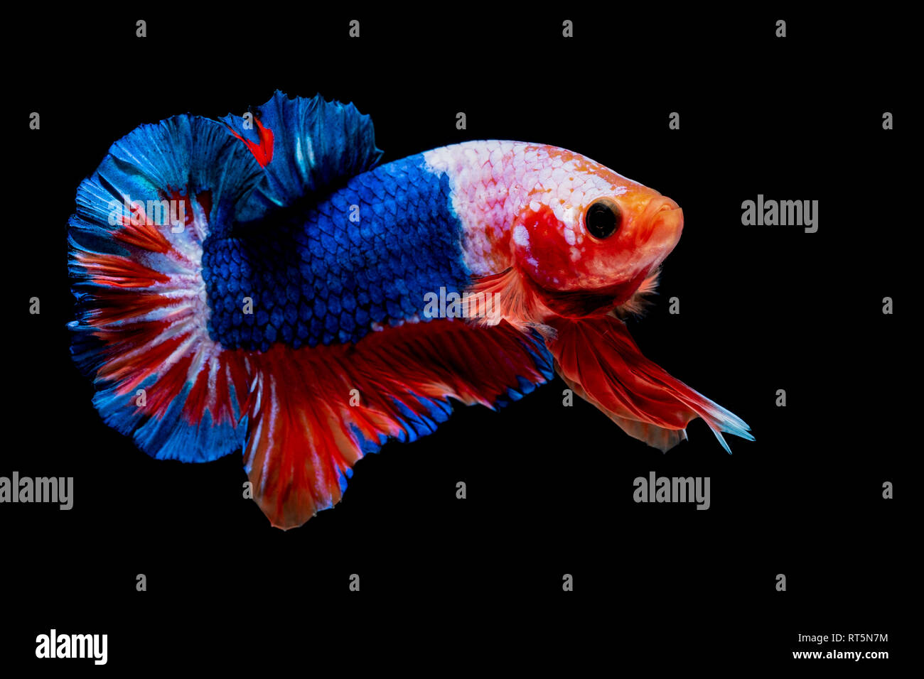 Betta fish Fight in the aquarium Stock Photo - Alamy