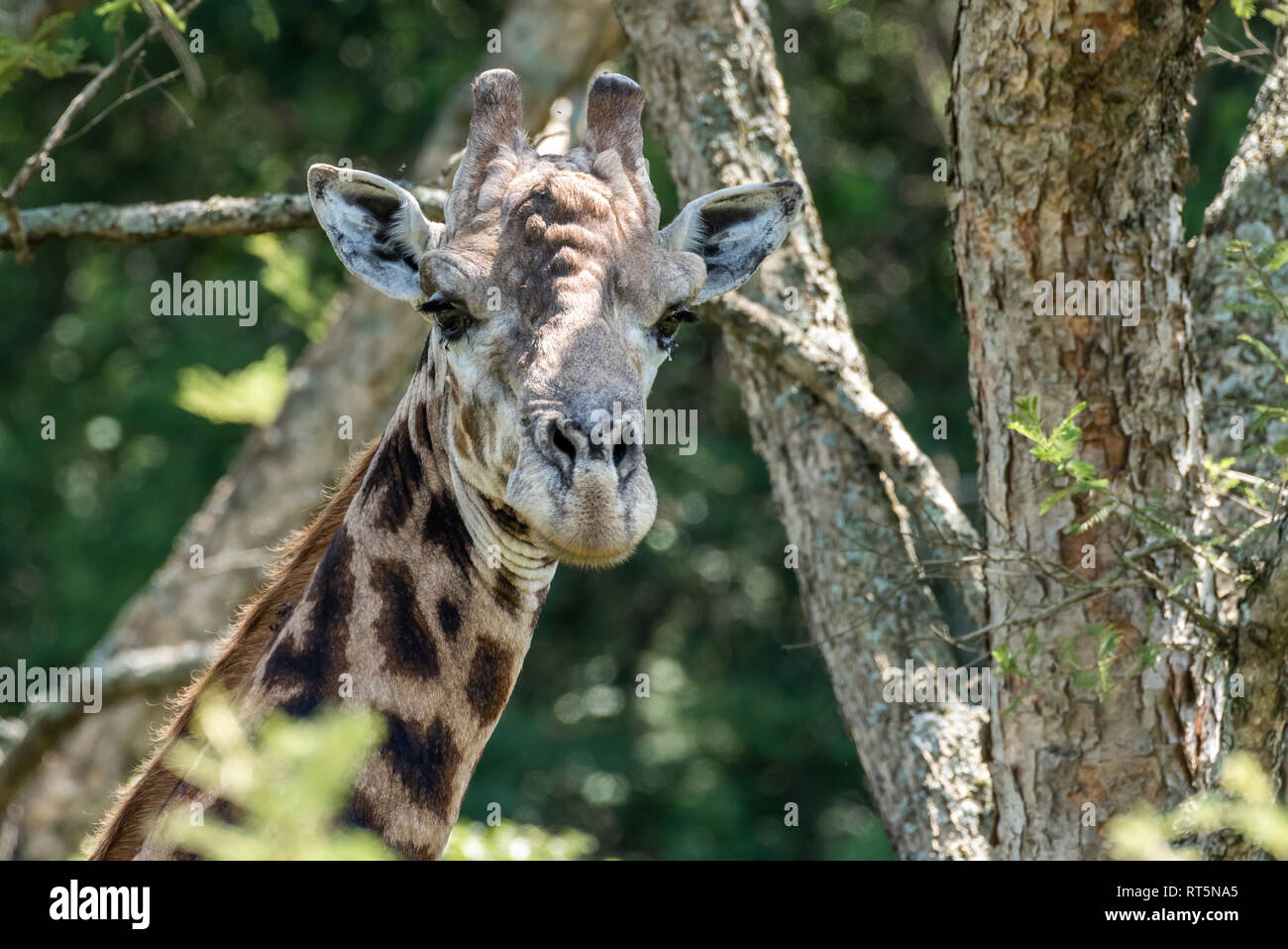 A lone male Giraffe standing in the shade of an Acacia tree in the ...