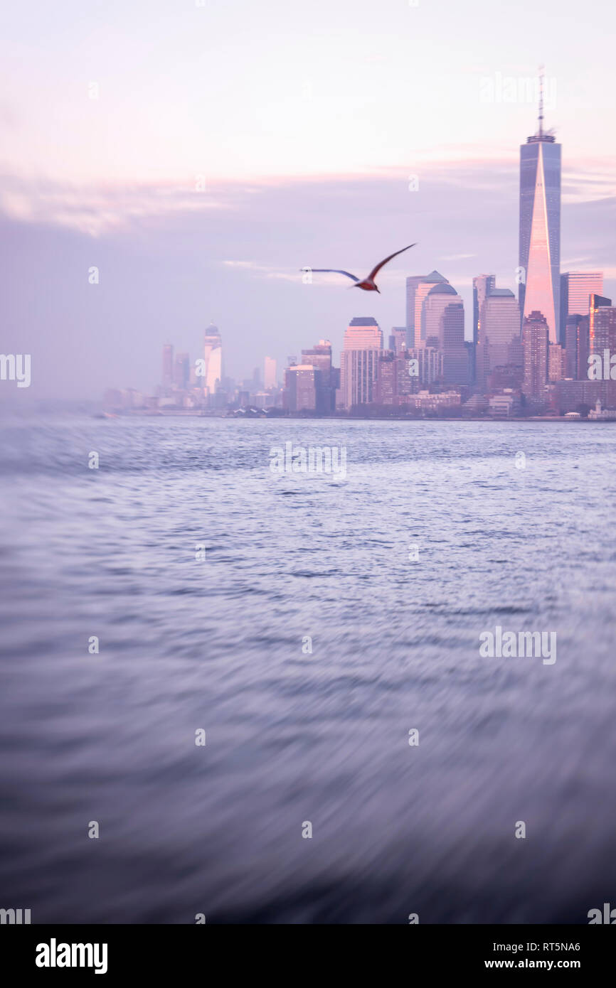 USA, New York City, Manhattan, One World Trade Center, flying seagull ...