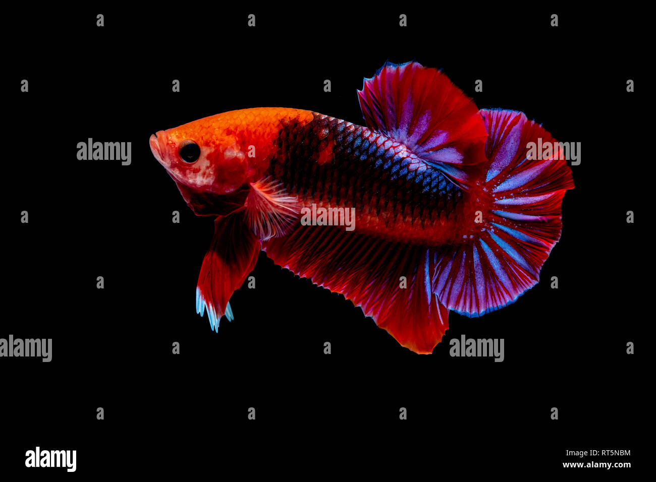 Betta fish Fight in the aquarium Stock Photo - Alamy