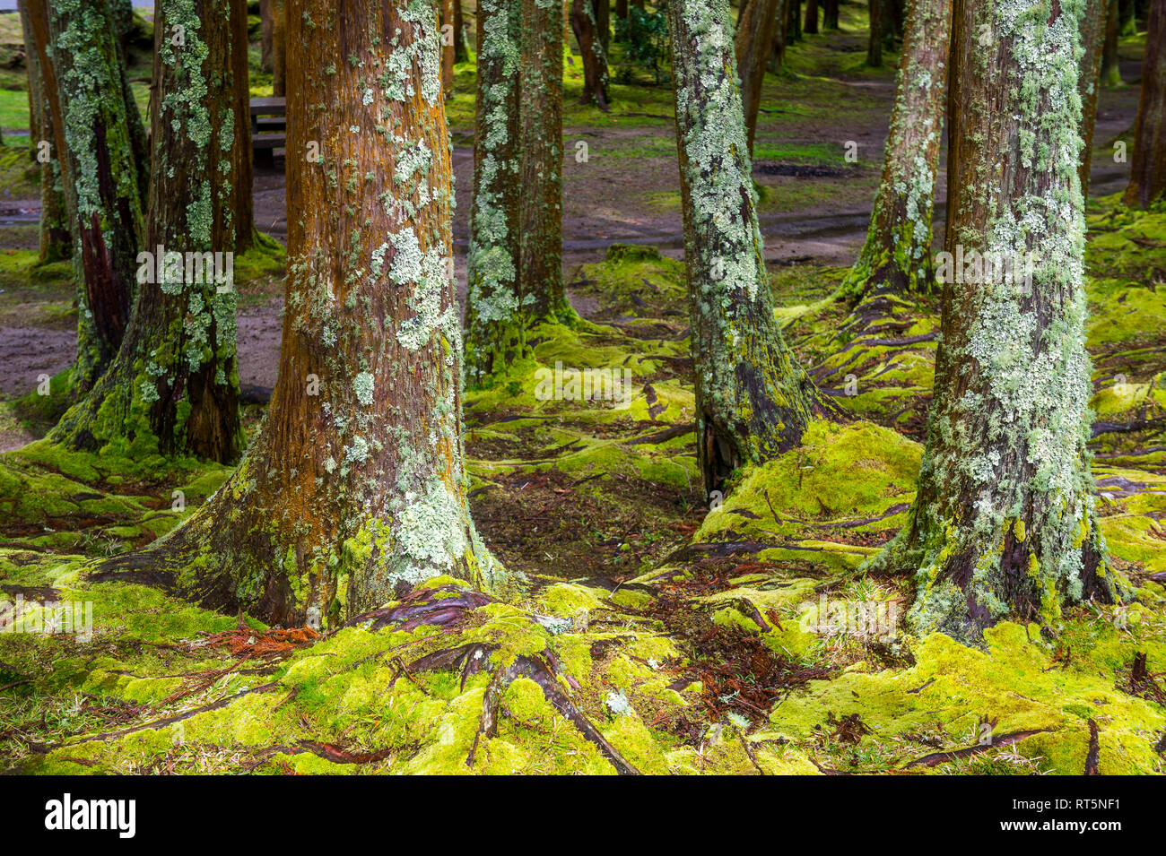 Portugal, Azores, Sao Miguel, Moss over trees on Furnas lake Stock ...