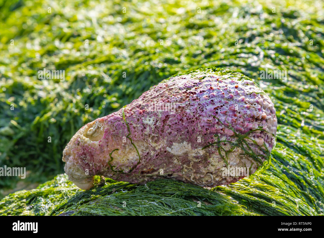 Shell on beach tide background hi-res stock photography and images - Alamy