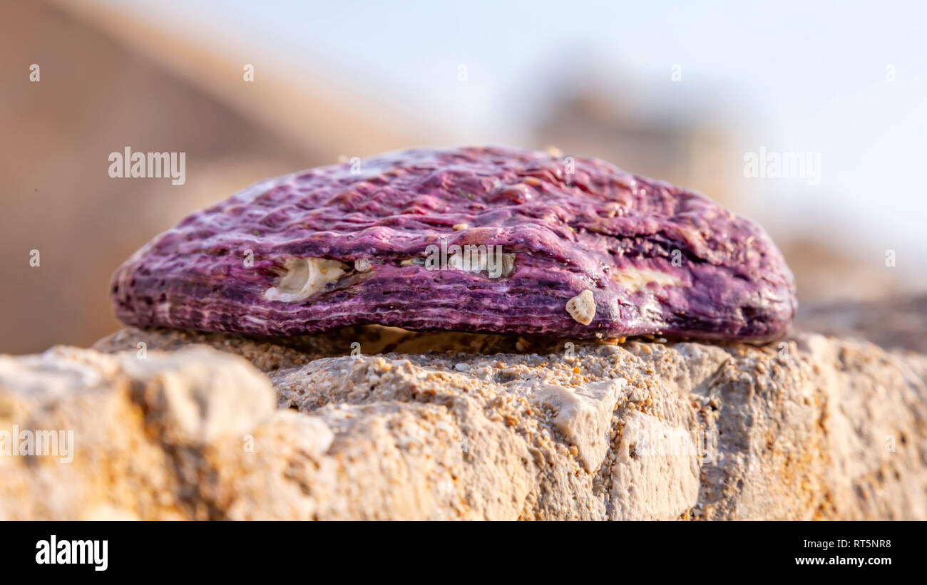 Small sea shore shells on the stone hi-res stock photography and images ...