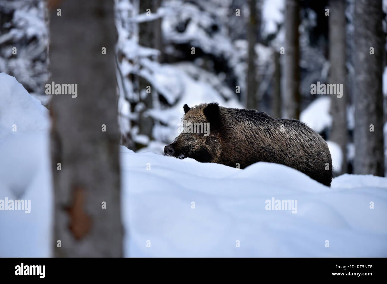 Pigs, real pigs, endemic animal species, cloven-hoofed animal, sow ...