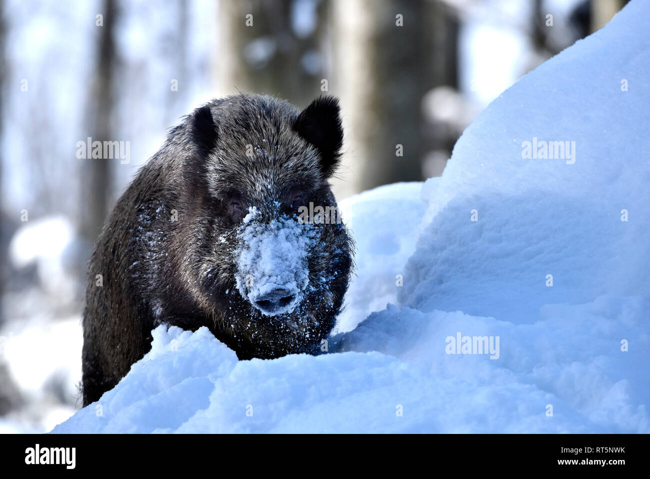 Pigs, real pigs, endemic animal species, cloven-hoofed animal, sow ...
