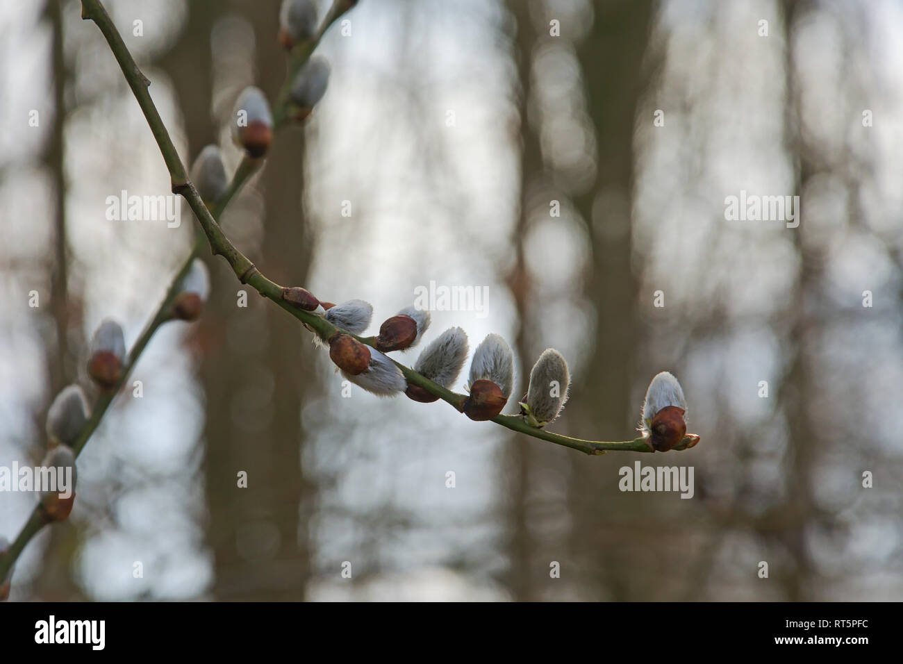 Willow salix discolor willow soft hi-res stock photography and images ...