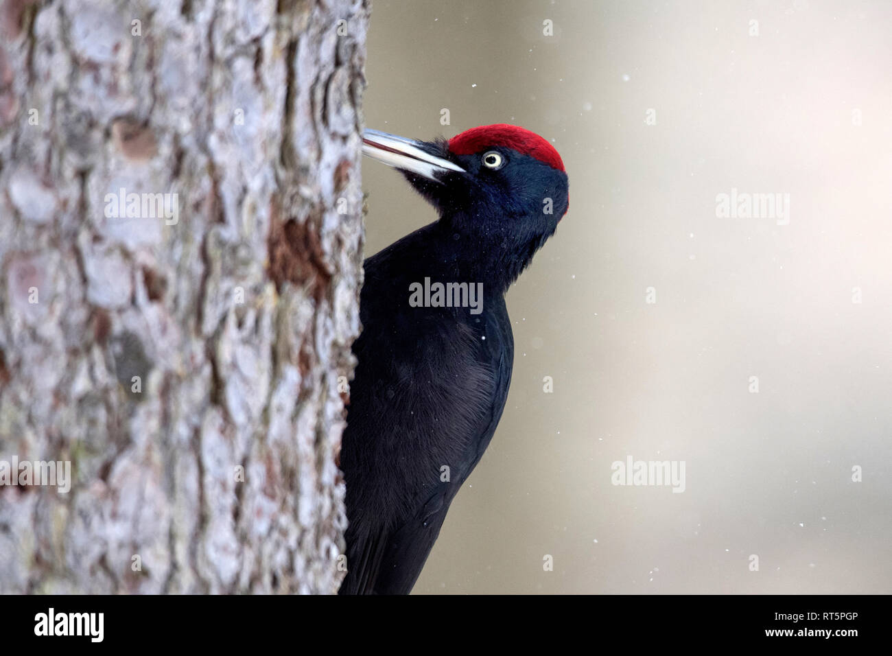 Dryocopus martius, type real woodpeckers, cave breeders, black ...