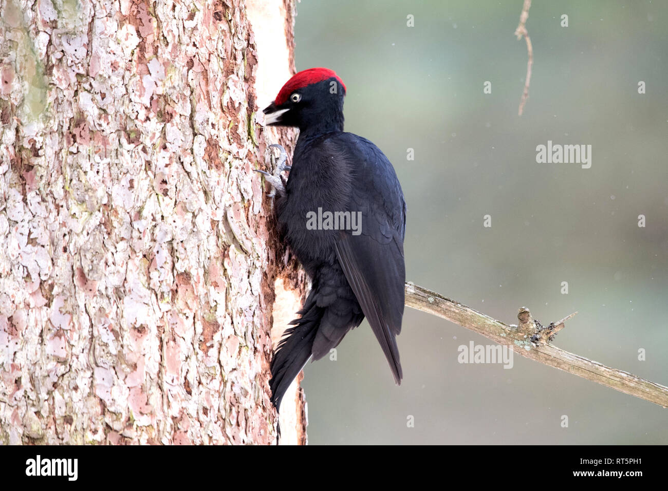 Dryocopus martius, type real woodpeckers, cave breeders, black ...