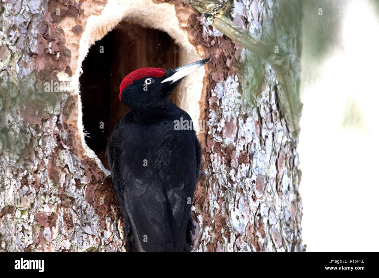 Dryocopus martius, type real woodpeckers, cave breeders, black ...