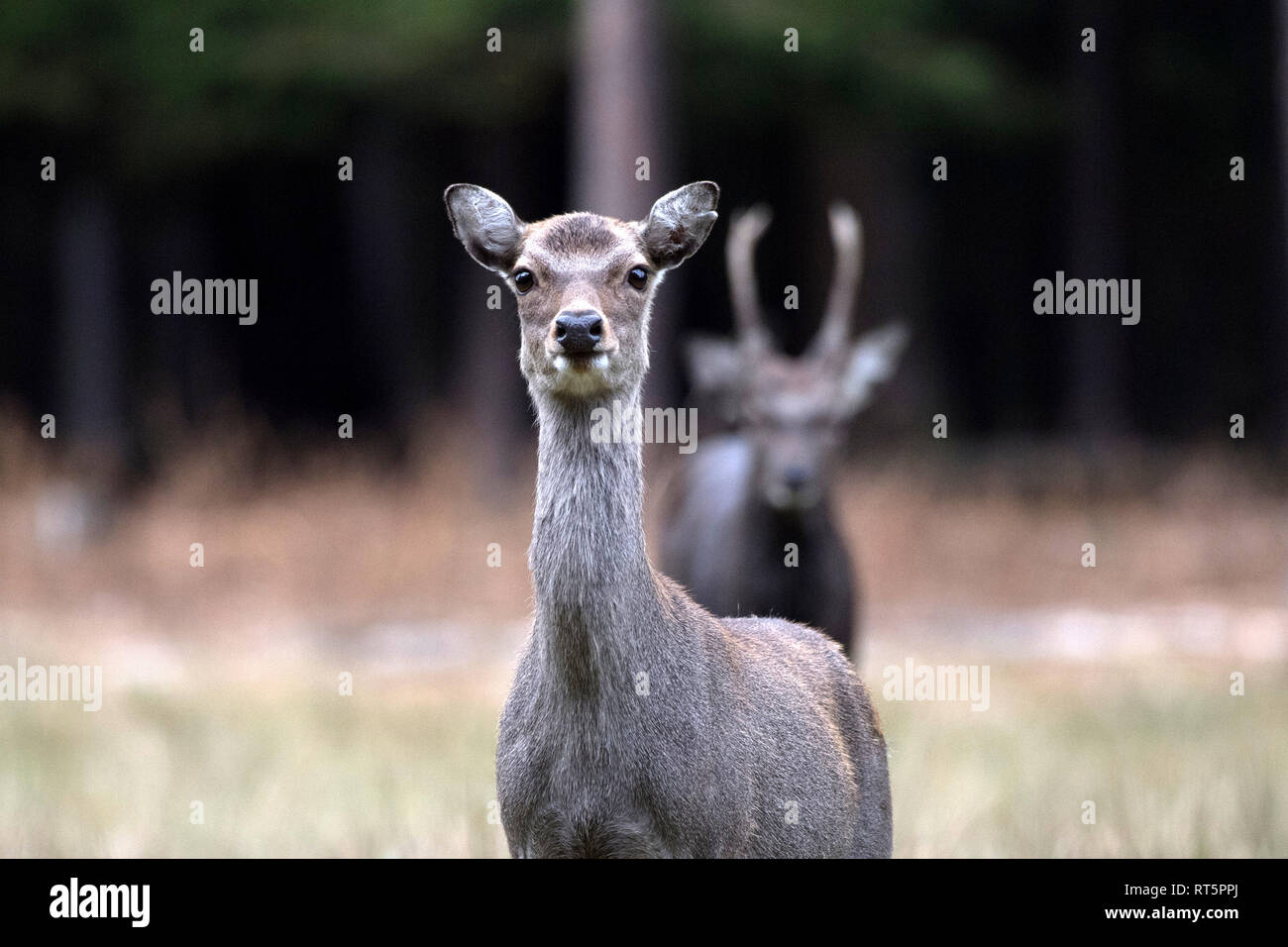 Asian deer, Asian deer, Cervus nippon, deer, deer, Sika, Sikahirsch ...
