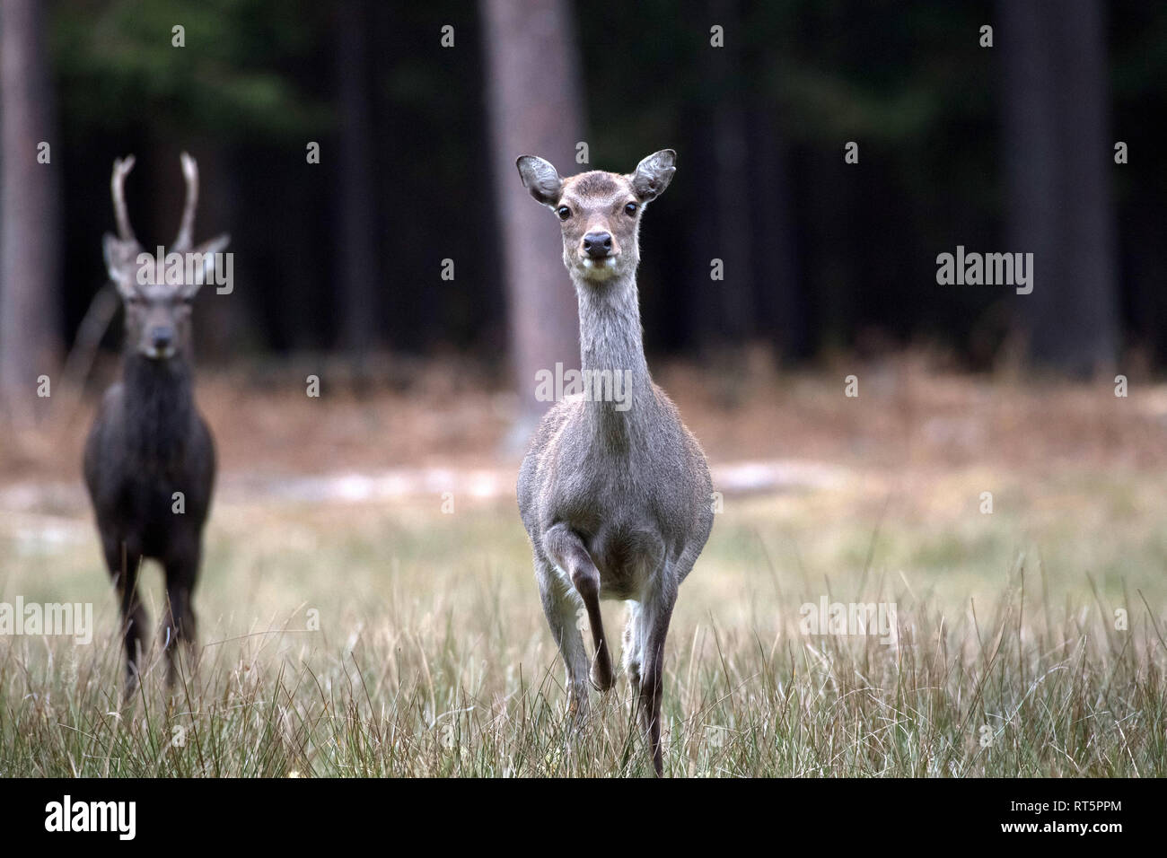 Asian deer, Asian deer, Cervus nippon, deer, deer, Sika, Sikahirsch ...