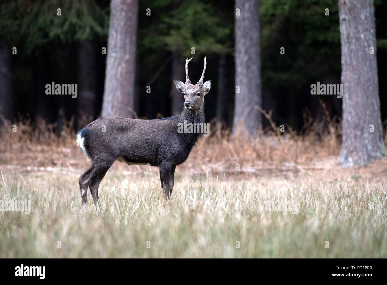 Asian deer, Asian deer, Cervus nippon, deer, deer, Sika, Sikahirsch ...