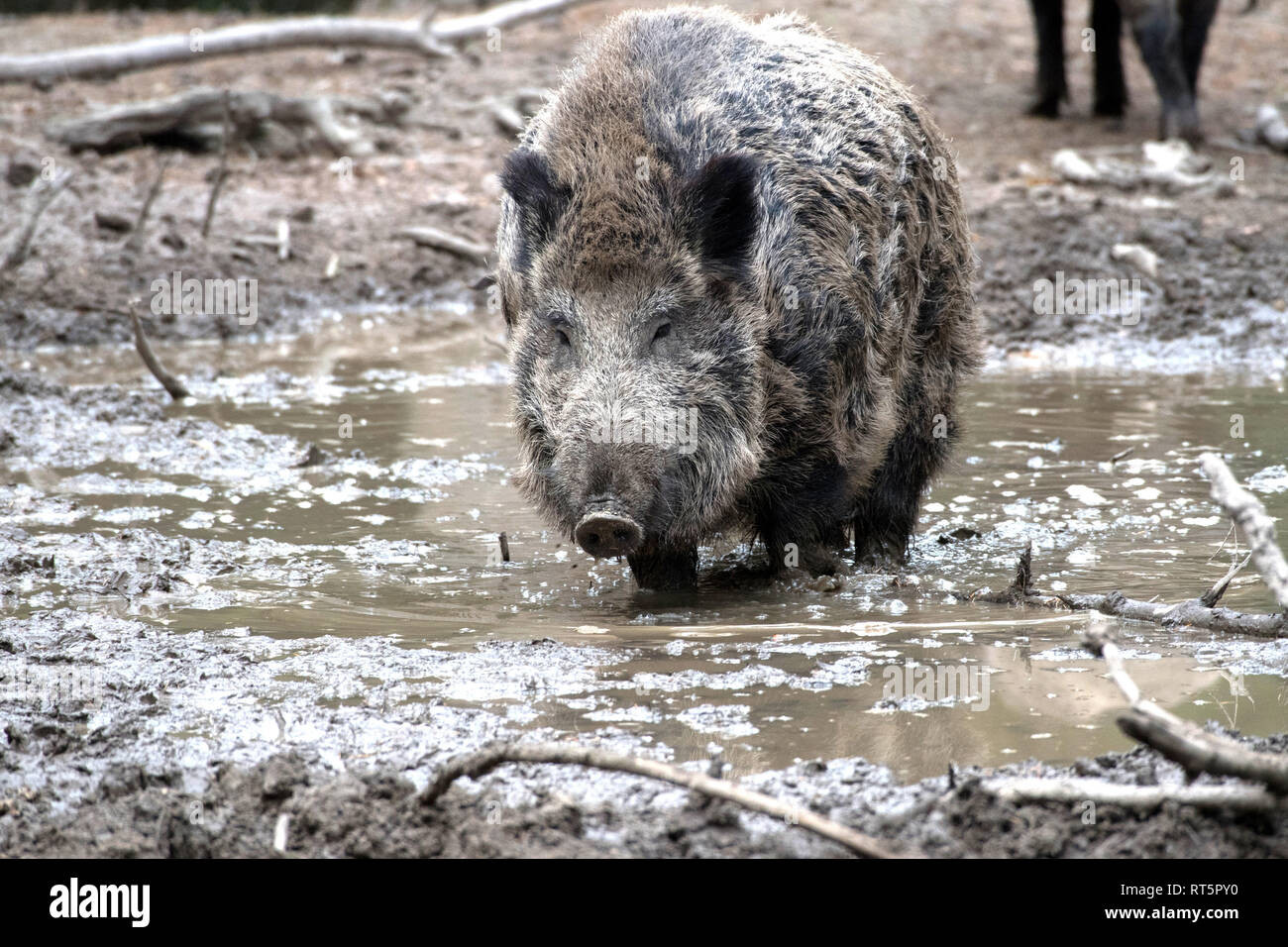 Pigs, real pigs, cloven-hoofed animals, sow, making a mess, making a ...