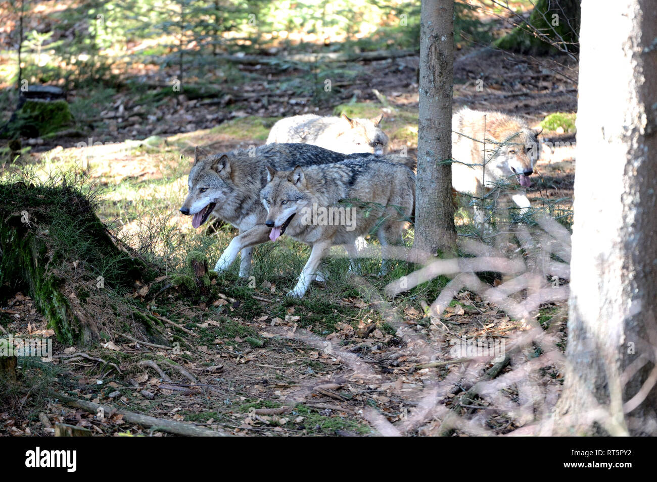 Season mating hi-res stock photography and images - Alamy