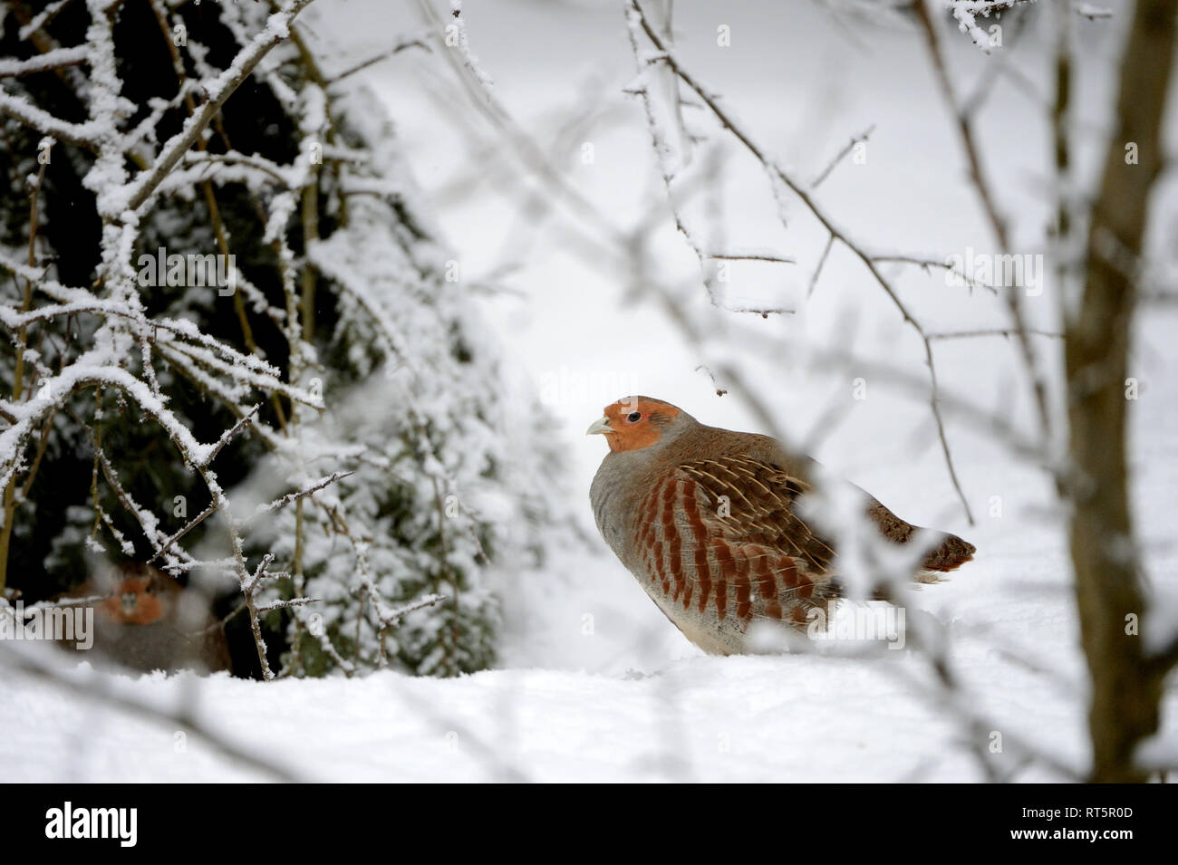 Pheasant-like, partridges, Galliformes, chickens, gallinaceous bird ...
