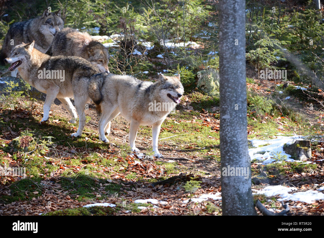 Canine, Canis lupus, local animals, Endemically, European wolf, frost ...