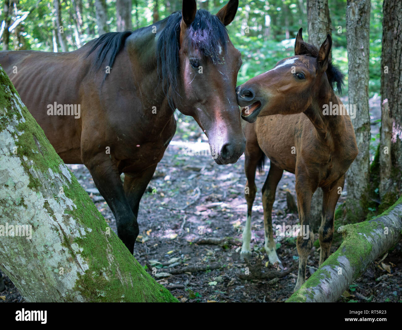Face on wild foal hi-res stock photography and images - Alamy