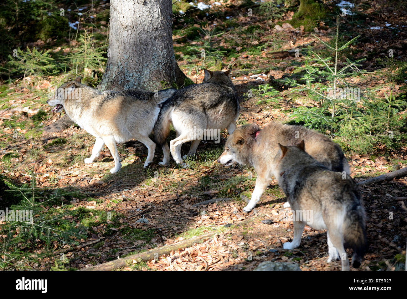 Canine, Canis lupus, local animals, Endemically, European wolf, frost ...