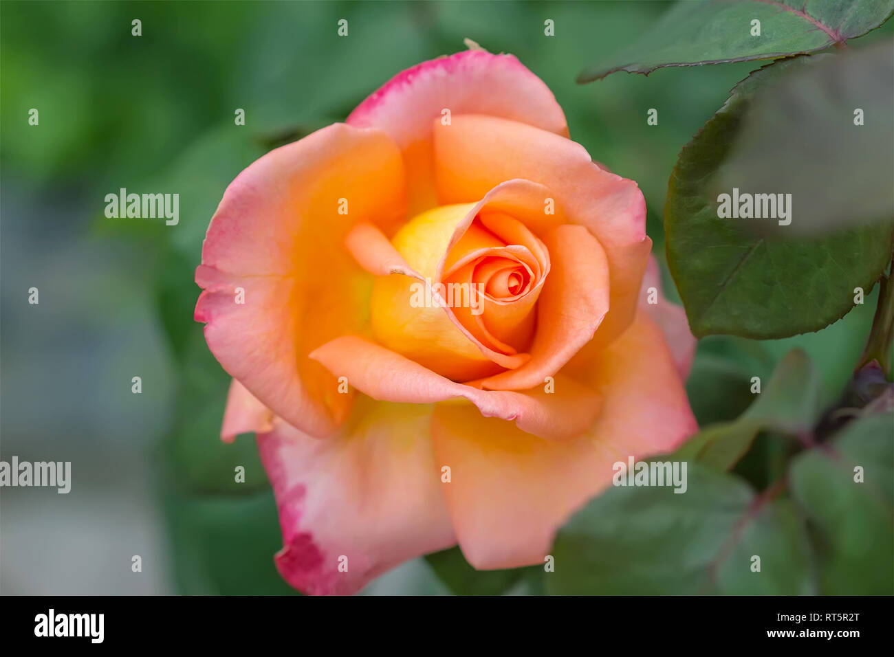 Orange And Yellow Roses Name