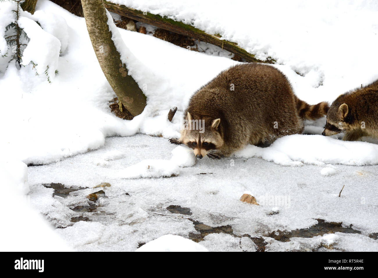 Bear, bear, doggy, small bears, North American racoon, Procyon lotor ...